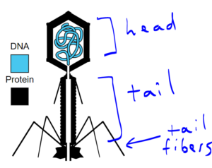 Structural Aspects Of Typical Bacteriophage - Virus Structure - MCAT ...