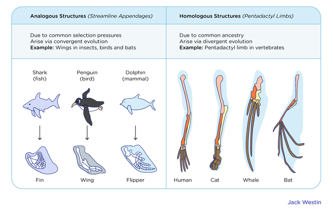 Speciation Evolution Mcat Content