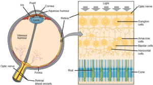 Structure And Function Of The Eye - Vision - MCAT Content