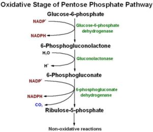 Pentose Phosphate Pathway - Glycolysis Gluconeogenesis And The Pentose ...