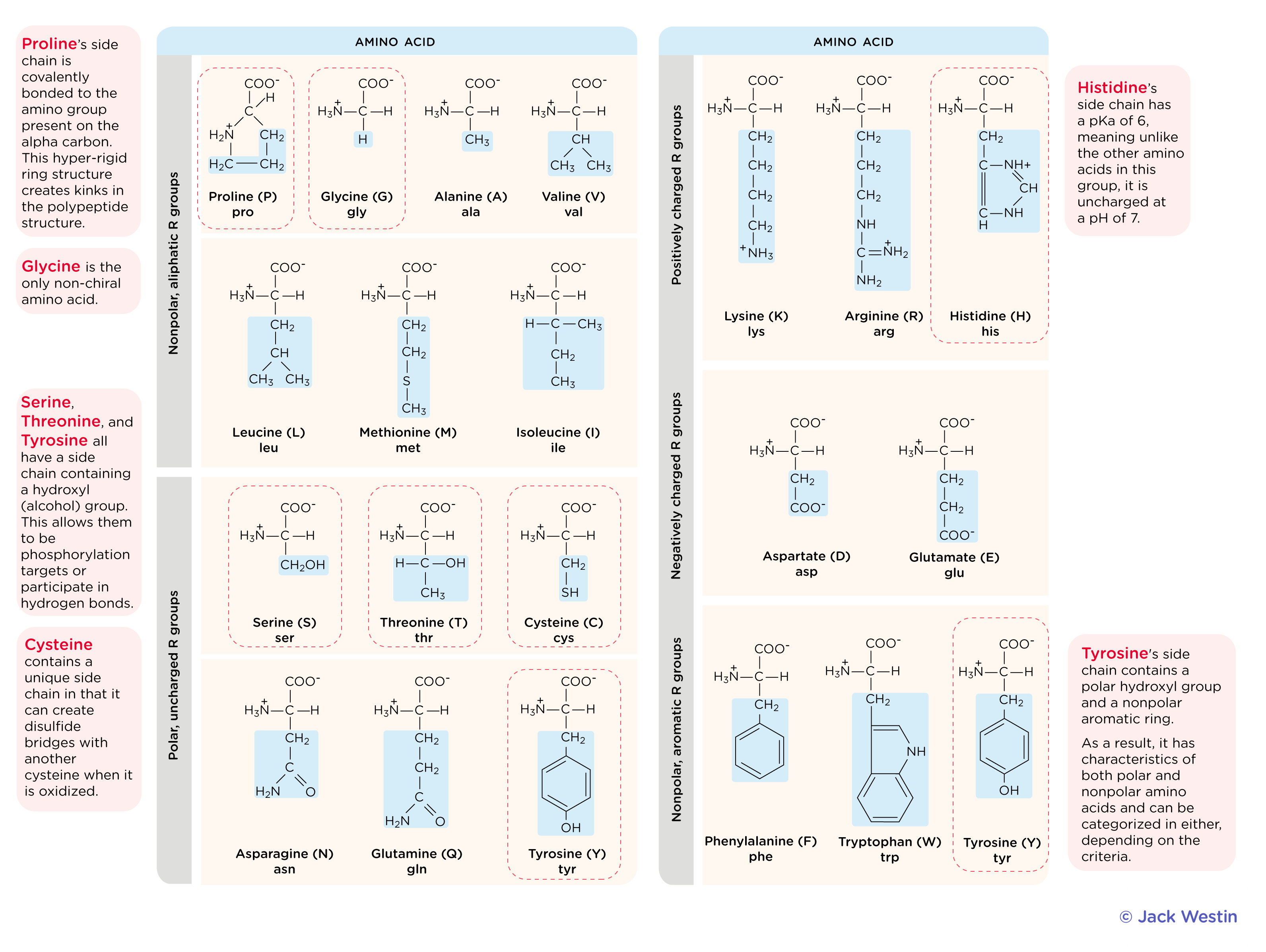 Complete Mcat Amino Acids Proteins Guide Mcat Content